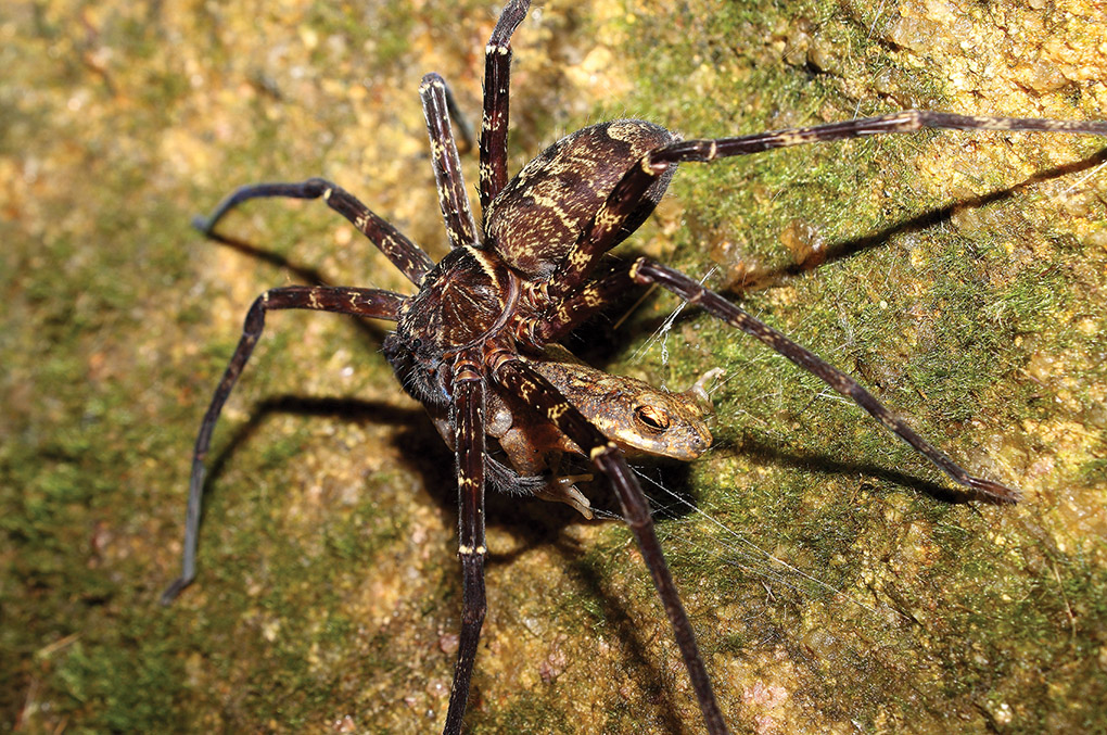 A spider catches, traps, and envenomates a toad: always bring your ...